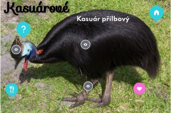 Kasuár Přilbový