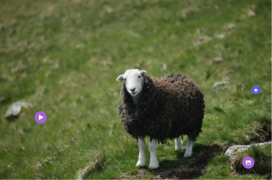 Interactive image sheep | Genially