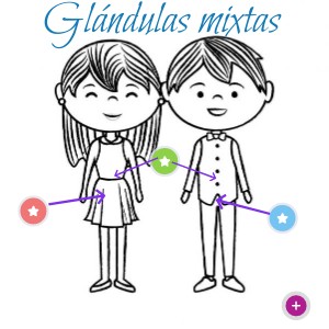 glándulas mixtas