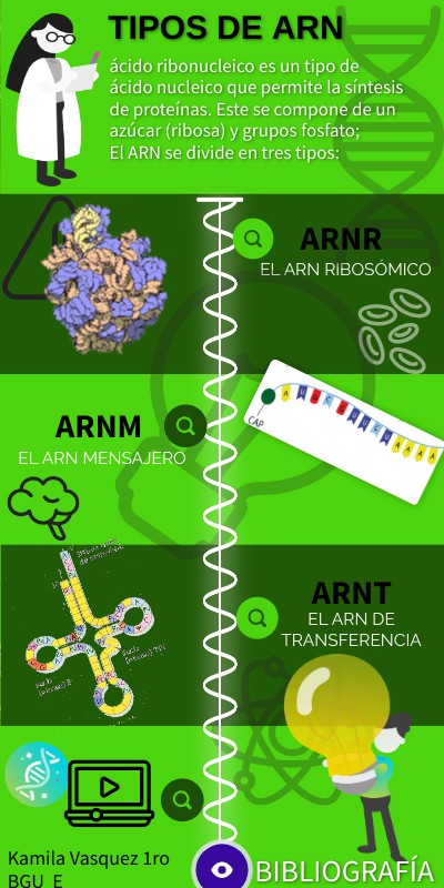 TIPOS DE ARN | Genially