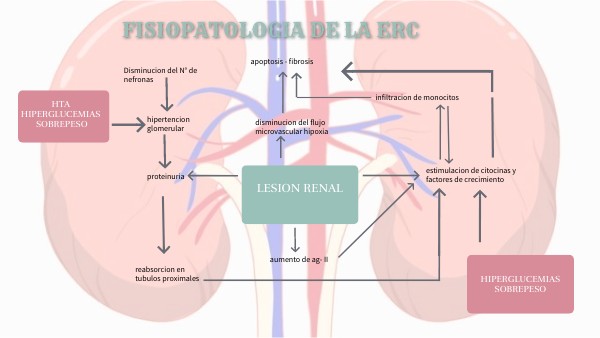fisiopato erc | Genially