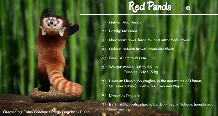 Red Panda - Tahis Carolina Ortega Caycho 4°B sec