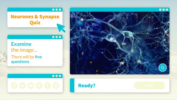 Neurones & Synapse QUIZ | Genially