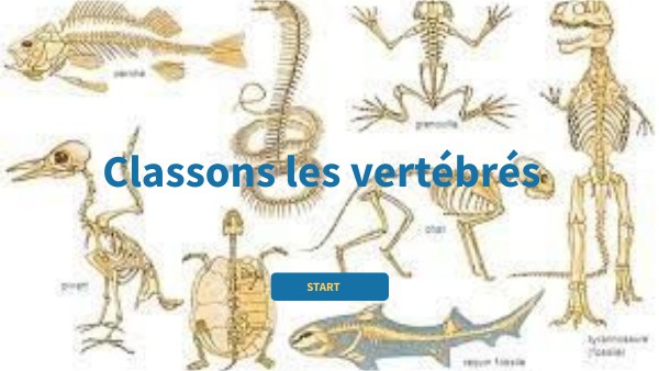 Classons les vertébrés | Genially