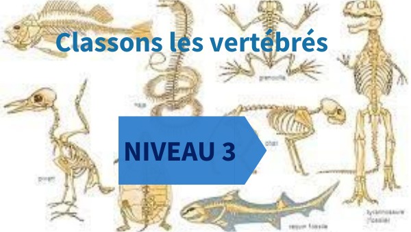 Classons les vertébrés suite