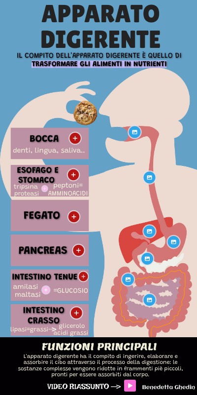 DIGESTIVE VERTICAL INFO 2D
