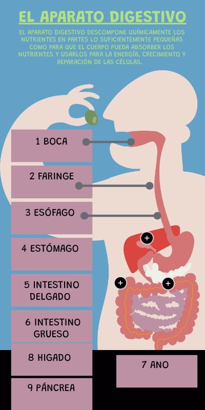 INFO VERTICAL DIGESTIVO