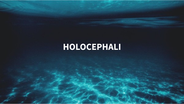 Holocephali | Genially