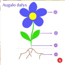 AUGALO DALYS | Genially