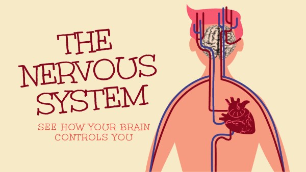 NERVOUS SYSTEM PRESENTATION