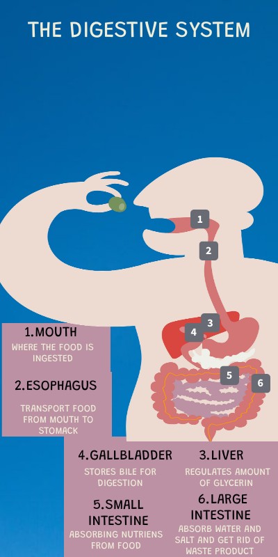 DIGESTIVE VERTICAL INFO