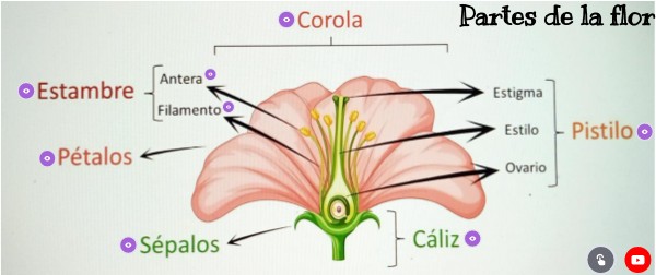Imagen interactiva (partes de la flor) | Genially