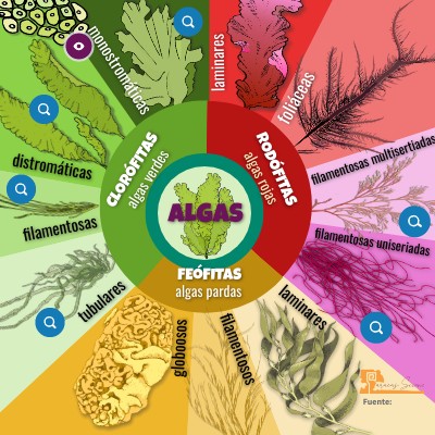 clasificación morfológica de las algas | Genially