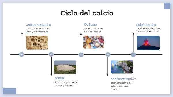 ciclo del calcio | Genially