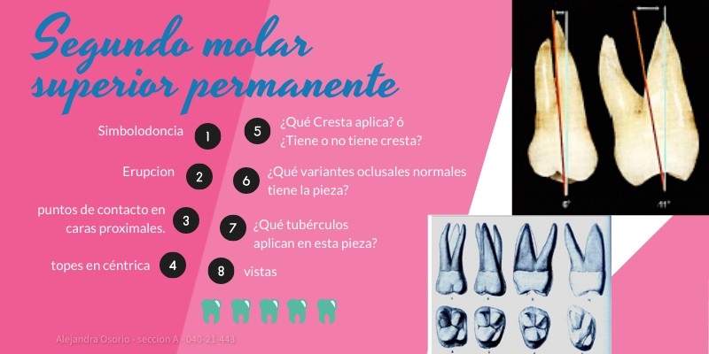 SEGUNDO MOLAR SUPERIOR PERMANENTE | Genially