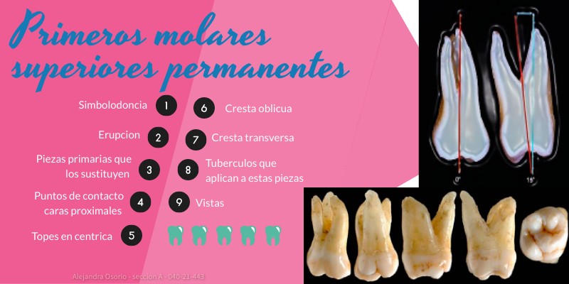 PRIMER MOLAR SUPERIOR PERMANENTE | Genially