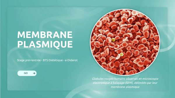 Membrane plasmique | Genially