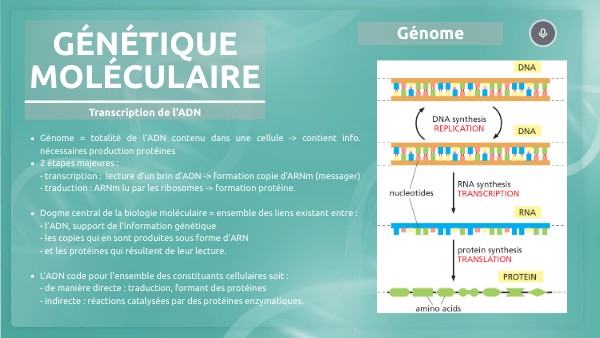 Génétique moléculaire : Transcription de l'ADN | Genially