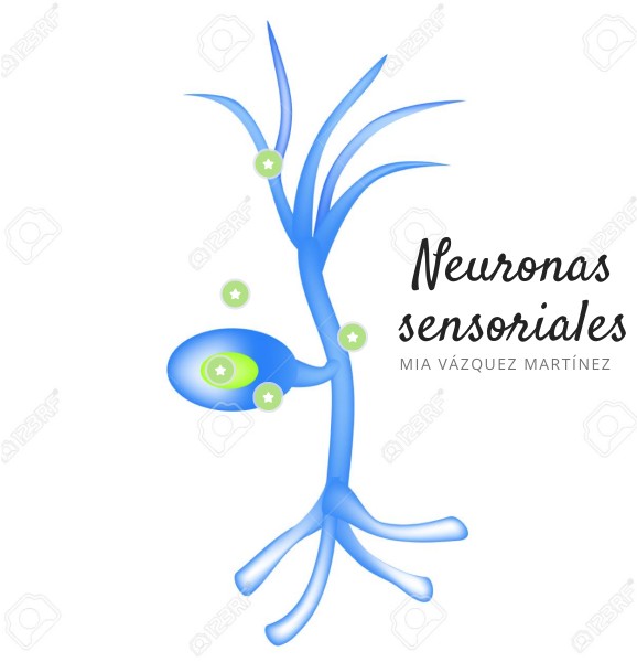 Neuronas sensoriales | Genially