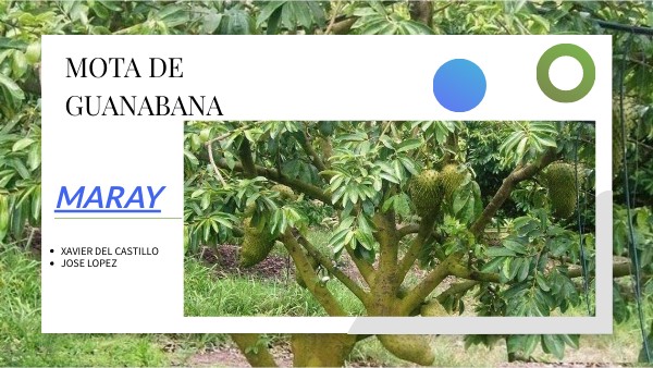 PRESENTACIÓN MOTA DE GUANABANA | Genially
