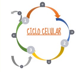 Ciclo celular-Alcorta, Martina Pilar | Genially