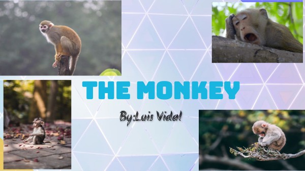 The monkey😄