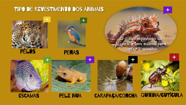 Revestimento dos animais