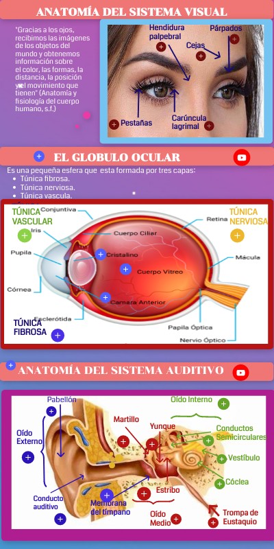 ANATOMIA VISUAL Y AUDITIVO