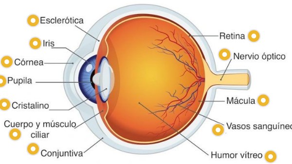 Ojo Humano | Genially