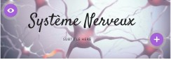 Le système nerveux