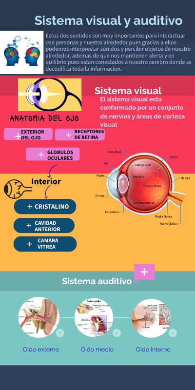 sistema visual y auditivo