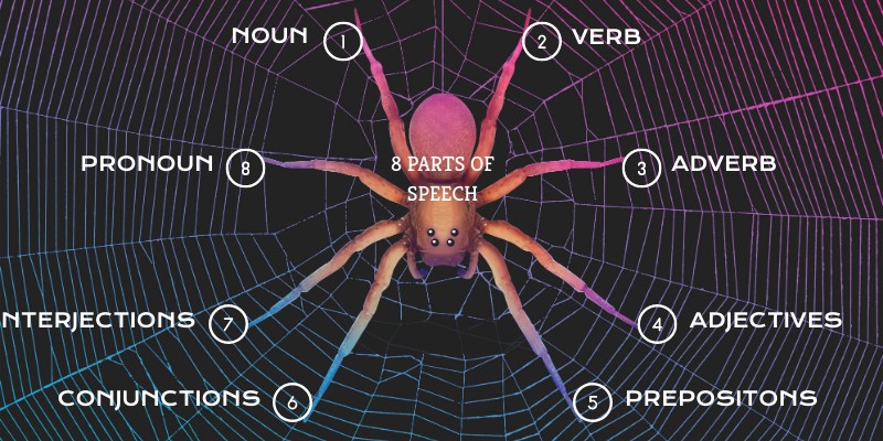 SPIDER LIST