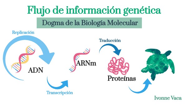 flujo información genética