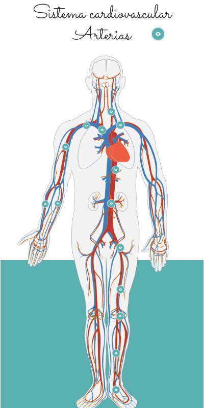 vassos sanguinis | Genially