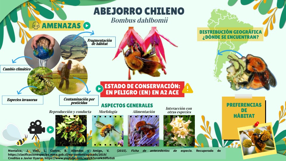 Abejorro Chileno | Genially