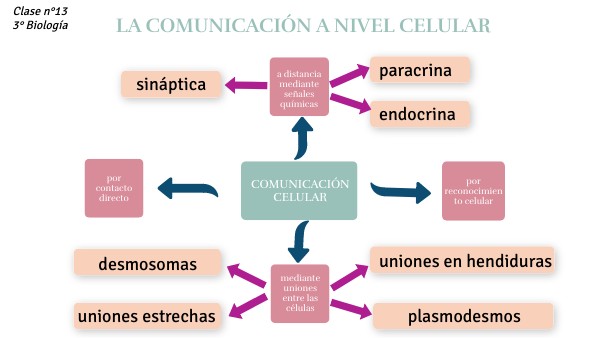 comunicación celular | Genially