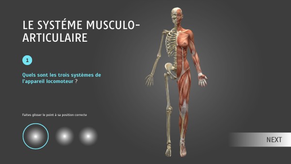 systéme musculo-articualire