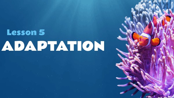 LESSON 5 ADAPTATIONS