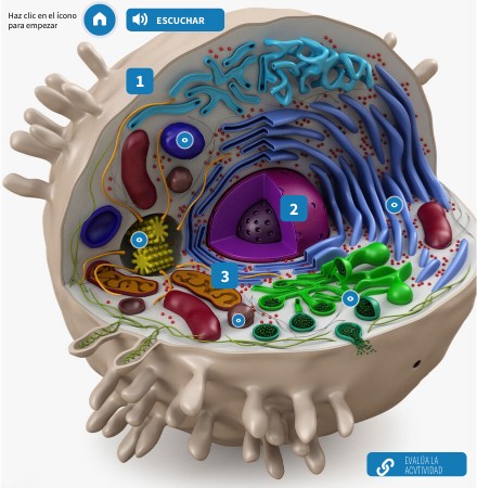 Tenemos 2 ADN | Genially