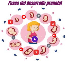 Fases del desarrollo prenatal