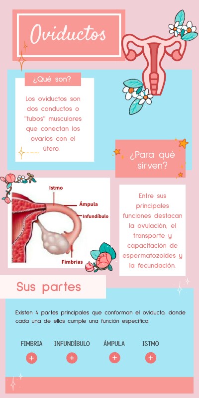 INFOGRAFÍA OVIDUCTOS V/M | Genially