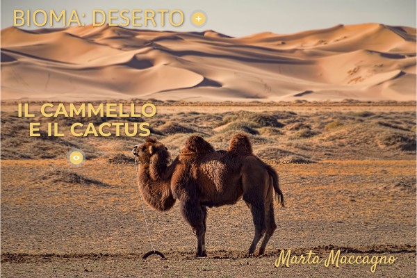 Bioma deserto. Cactus e Cammello. | Genially