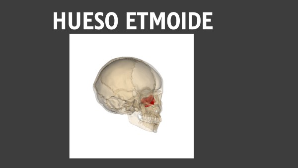 ETMOIDE