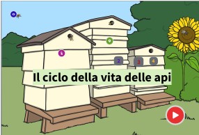 Il ciclo della vita delle api