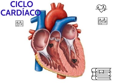Ciclo cardiaco