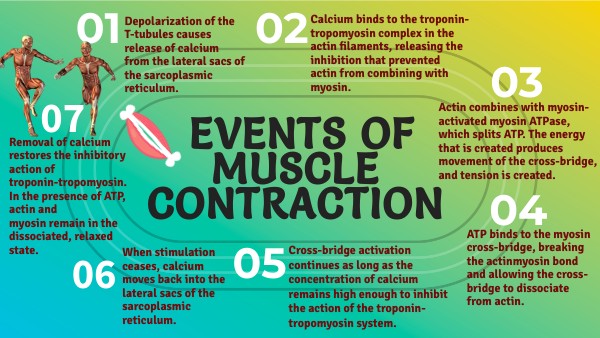 Activity: Events of muscle contraction | Genially
