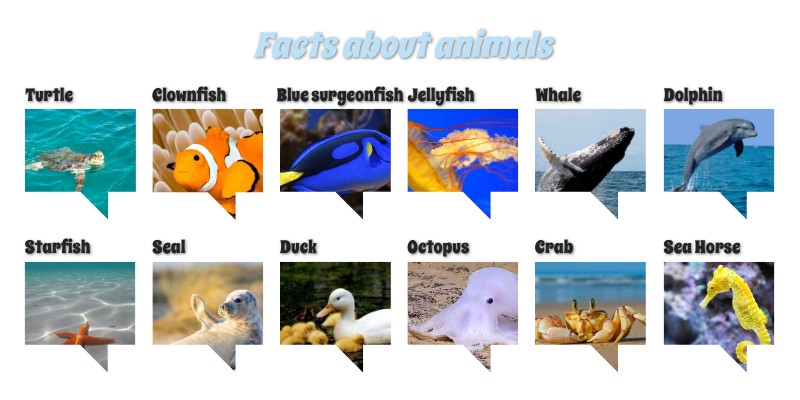 Facts about animals | Genially