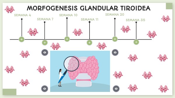 MORFOGENESIS GLANDULAR TIROIDEA
