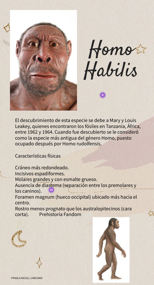 Homo Habilis | Genially