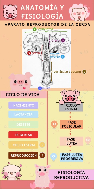 ANATOMÍA Y FISIOLOGÍA DE LA CERDA | Genially